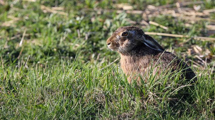 Vermehrt Feldhasen in Nordfriesland