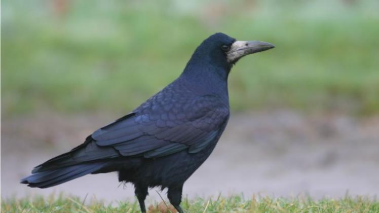 Erfolgreiche Vergrämung von Krähen in Borsfleth