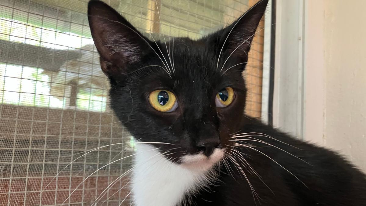 Wer kann helfen: Kater Henry braucht ein Zuhause | SVZ