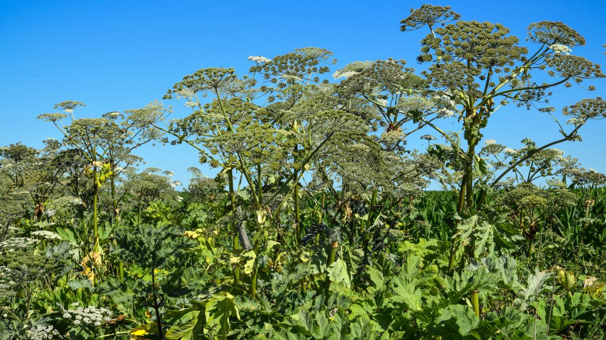 Invasive Arten: Diese Pflanzen müssen dringend aus Ihrem Garten