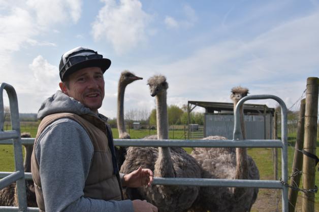Die Big Birds Farm in Fahrdorf präsentiert rund 20 Strauße