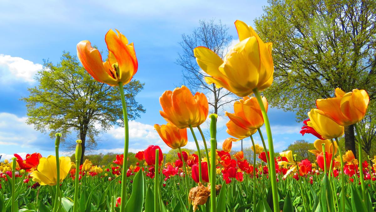Wunderschöner Frühling im Emsland: Hier sind die nächsten Fotos