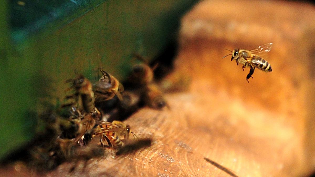 Der erste Honig ist da – Wie oft fliegt eine Biene dafür?
