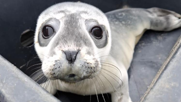 Er heißt „Tigrib“: Erster Heuler der Saison auf Sylt gefunden