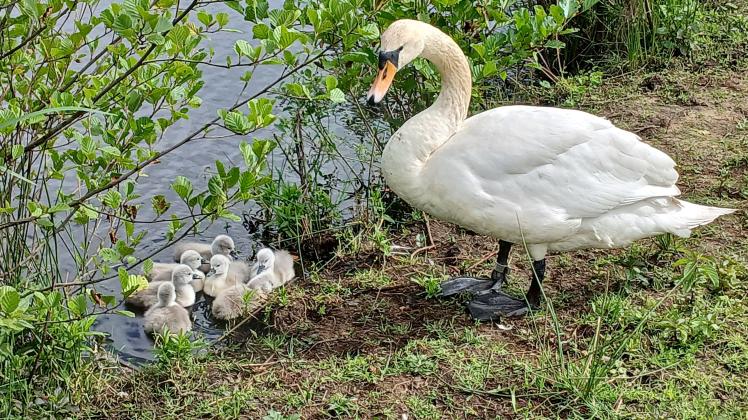 Schwäne am Hasesee in Bramsche haben Nachwuchs bekommen