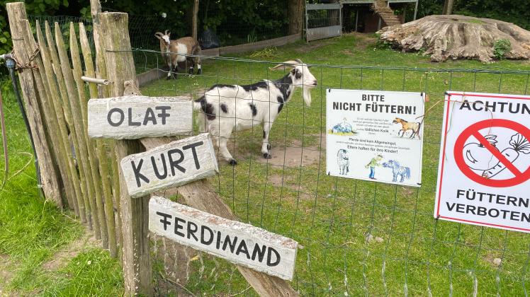 Entschleunigung: Mal bei den Ziegen in Deezbüll vorbeischauen | SHZ