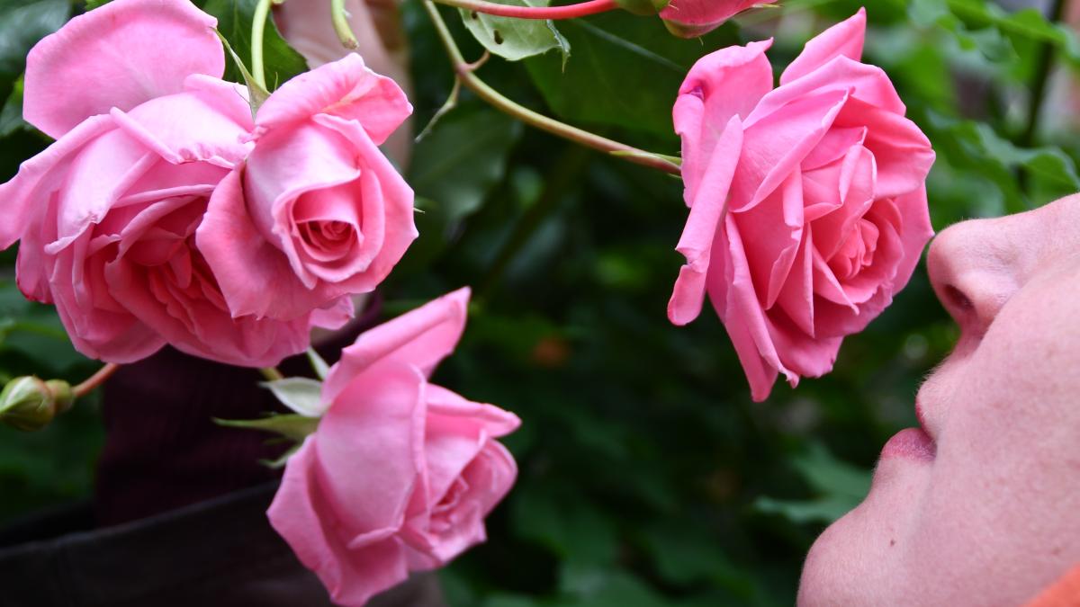 Eutin: So schön blühen die Rosen in der Altstadt