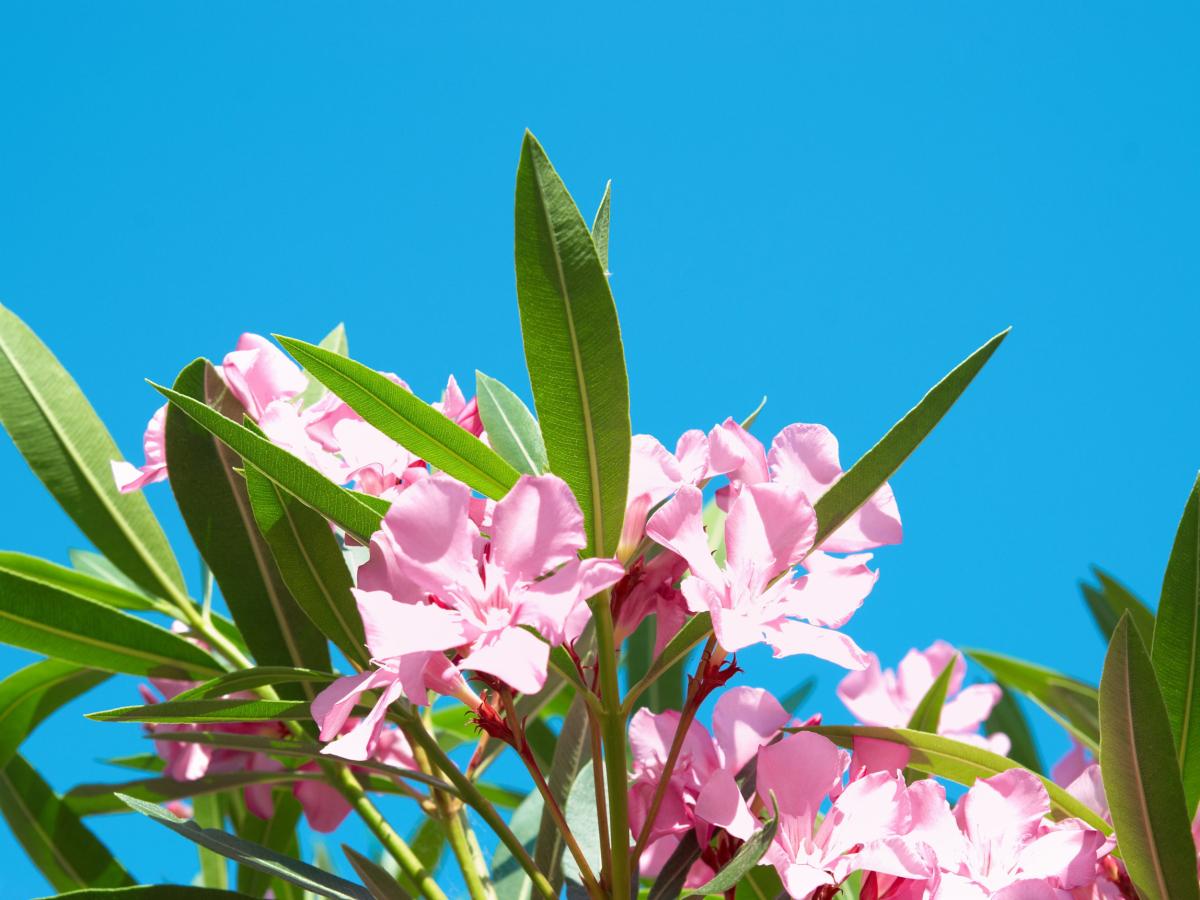 Die Giftige Blume Giftige Gartenpflanzen Für Mensch Und Tier