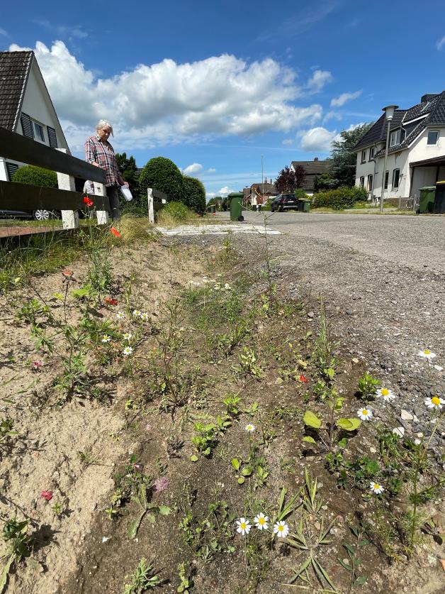 Neumünster: Mulden mit Unkraut statt Rasen - Anwohner empört