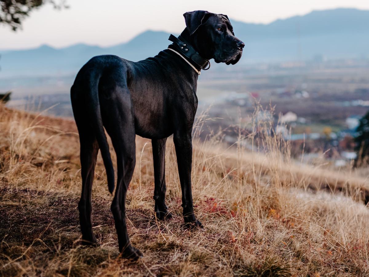 Deutsche Dogge Hund Das Sozial Verhalten Der Deutschen Dogge Ohne