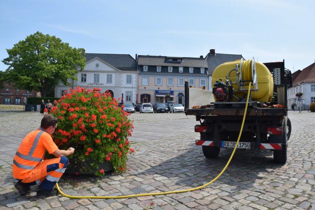 Hitze setzt Blütenpracht in Rendsburg zu Bauhof wässert im Akkord