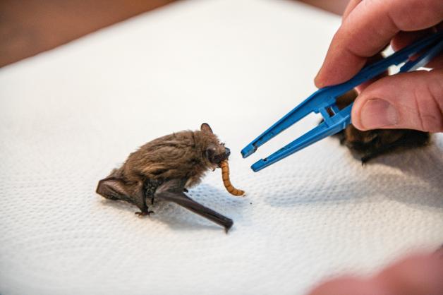 Was tun, wenn ein Fledermaus-Baby auf der Terrasse liegt?