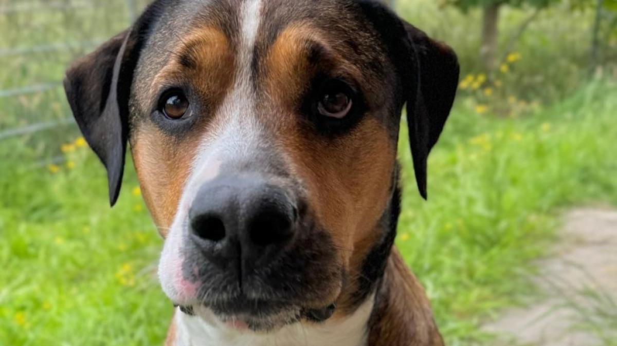 Besitzerdrama um Hund „Luna“: Polizeieinsatz am Tierheim Melle