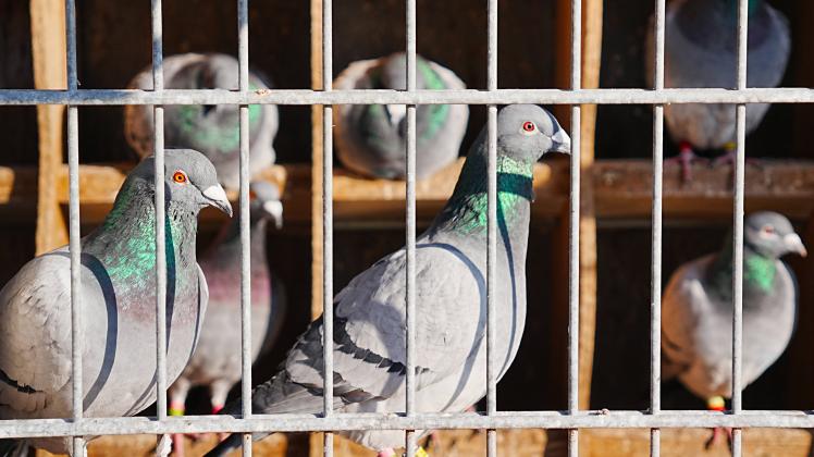 Neue Maut bringt Brieftaubenzüchter in Bedrängnis