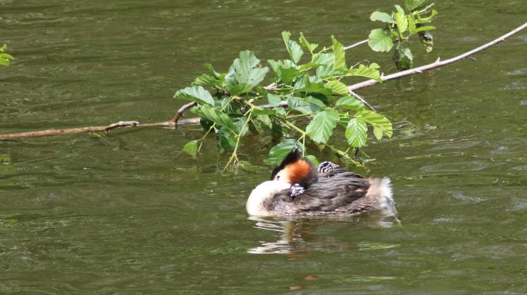 So süß sind die Haubentaucherküken am Hasesee in Bramsche