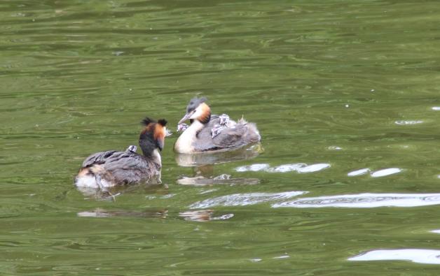 So süß sind die Haubentaucherküken am Hasesee in Bramsche