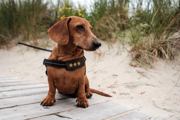 Das ist „Polizei“-Dackel Hubert von der Insel Spiekeroog