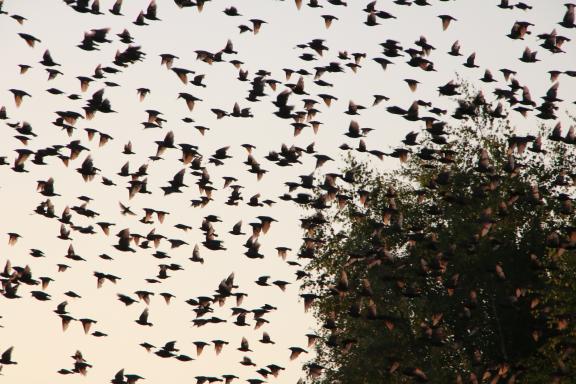 Starparade am Hasesee in Bramsche: Vögel heben gleichzeitig ab