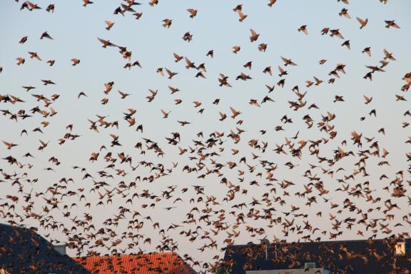 Starparade am Hasesee in Bramsche: Vögel heben gleichzeitig ab