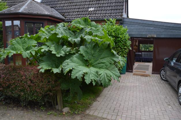 Brasilien in Oersberg: „Riesen Rhabarber“ sorgt für Aufsehen