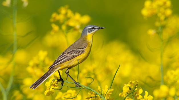 Föhr: Peter Hering fotografiert die Vogelwelt seit 20 Jahren