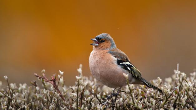 Konzert auf Föhr verbindet Naturbilder mit klassischer Musik