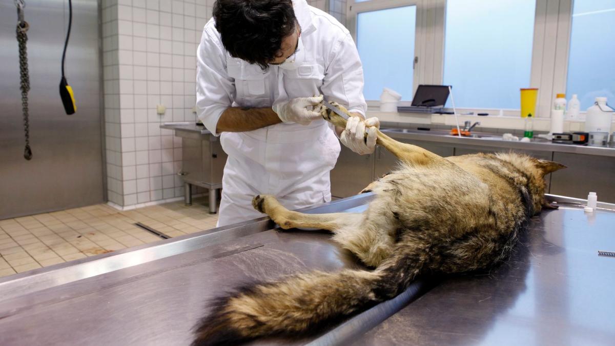 Tote Wölfe: Illegale Abschüsse und Nutria im Magen