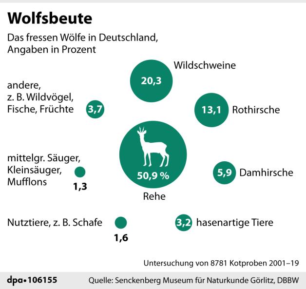 Tote Wölfe: Illegale Abschüsse und Nutria im Magen