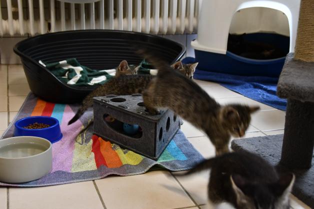 Hunde und Katzen im Tierheim Eutin: Wer kann ein Tier adoptieren?