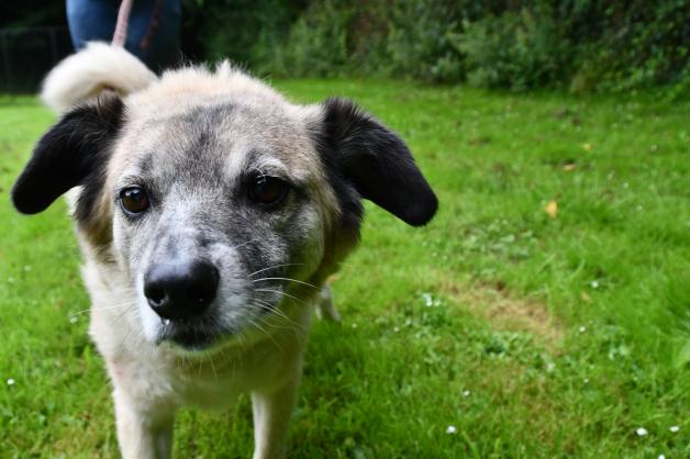 Hunde und Katzen im Tierheim Eutin: Wer kann ein Tier adoptieren?
