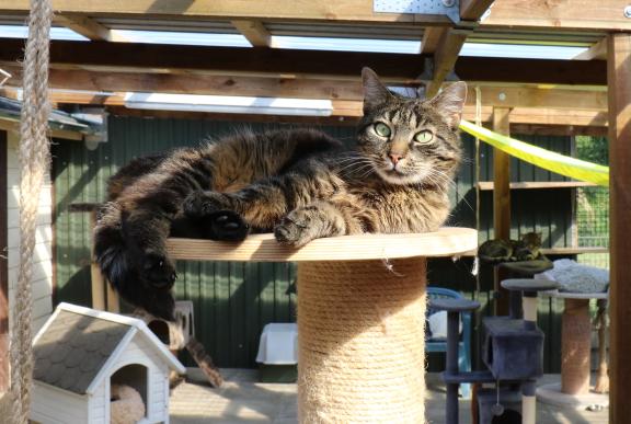 Tierheim Rendsburg: Diese Katzen sollen vermittelt werden