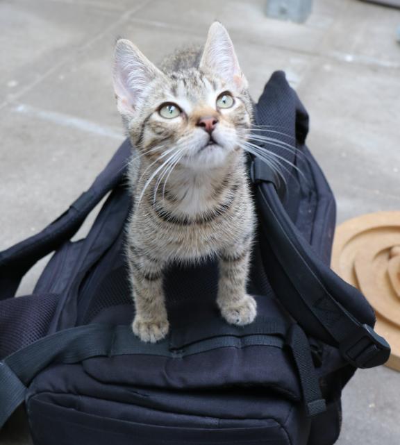 Tierheim Rendsburg: Diese Katzen sollen vermittelt werden