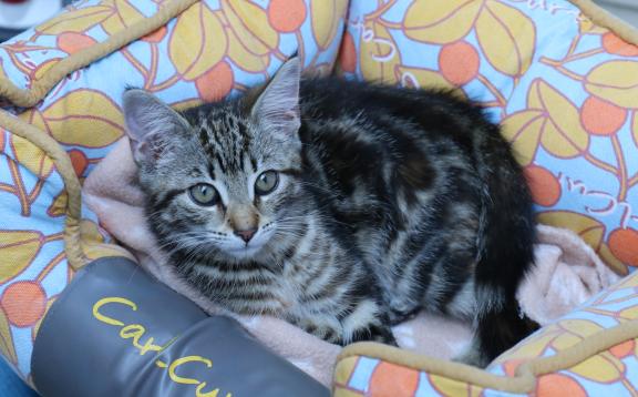 Tierheim Rendsburg: Diese Katzen sollen vermittelt werden