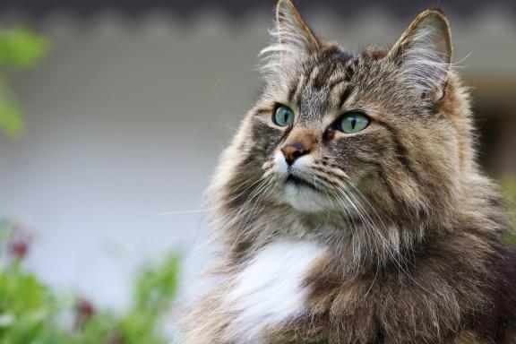 Internationaler Tag der Katze: Die 10 beliebtesten Katzenrassen