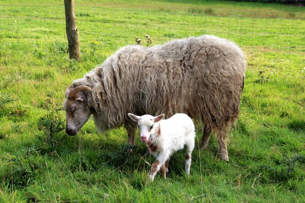 Kreuzung von Schaf und Ziegenbock: Seltene „Schiege“ geboren