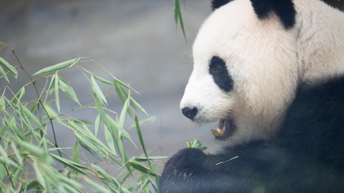 Süßer Nachwuchs: Panda-Zwillinge im Berliner Zoo geboren | NOZ