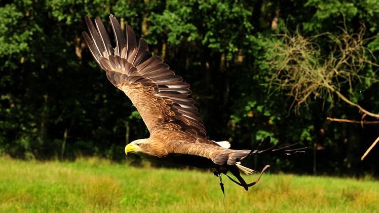 Wildpark Eekholt: Seeadler - das gibt es über sie zu wissen