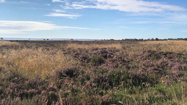Wie Whisky-Trinker dem Naturschutz in der Heide auf Sylt helfen