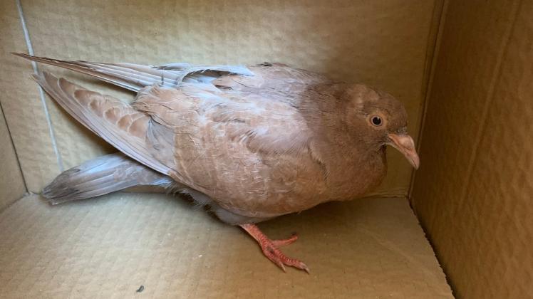 In Tornesch verflogen: Kleine Taube sucht ihr Zuhause