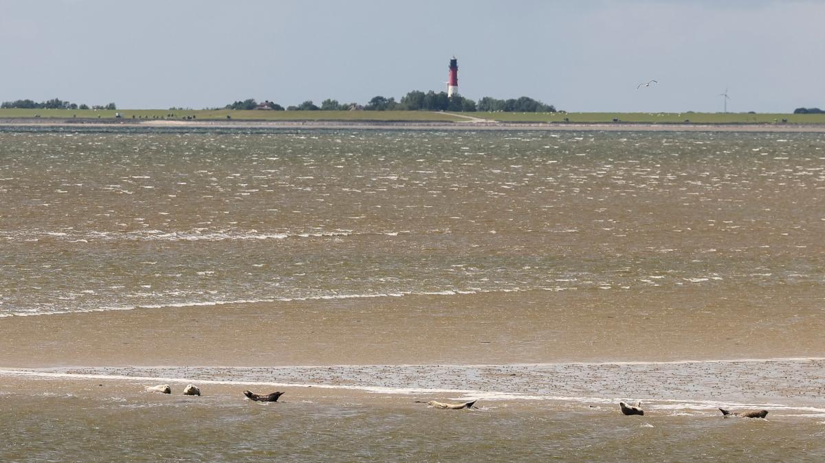 UNESCO-Anerkennung: Pellworm bekommt 20.000 Euro im Jahr vom LKN
