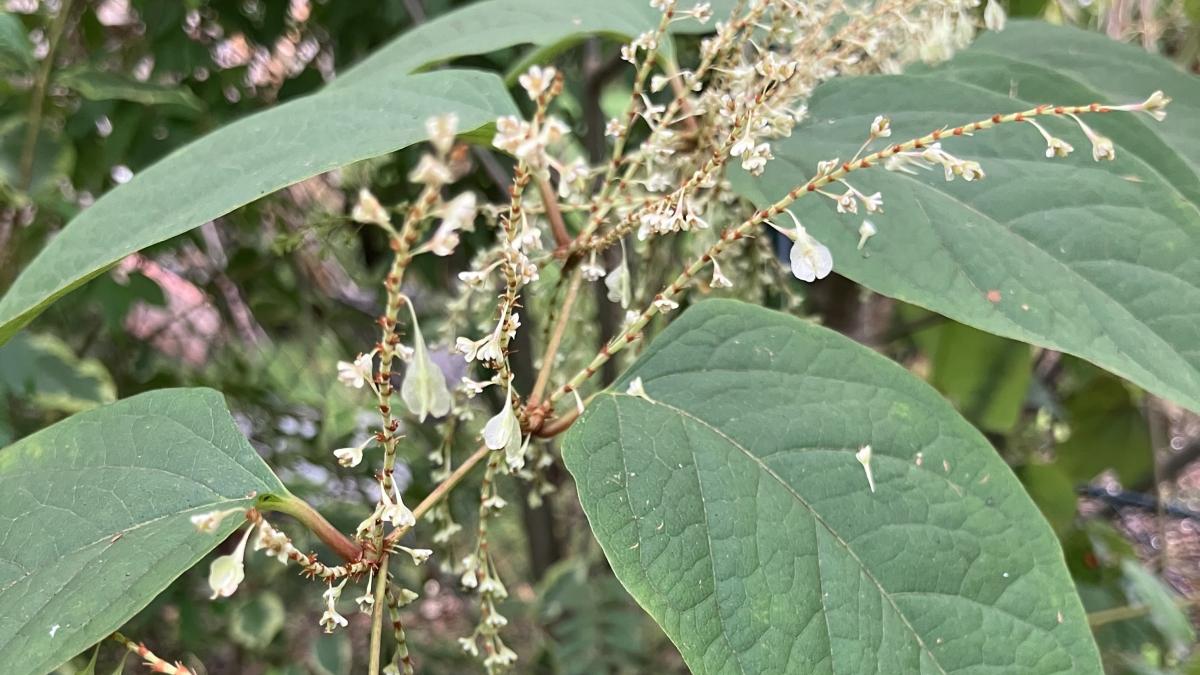 Die Top 5 der invasiven Pflanzen im Garten: So wird man sie los