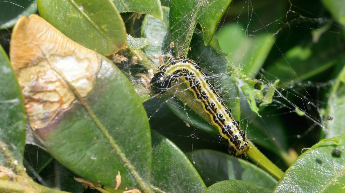 Dae lala older lady, tall featuring a nice physique for age.