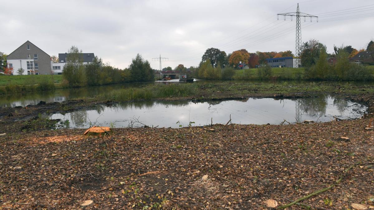 Bramsche: Warum der Kahlschlag am Hasesee gut für die Natur ist