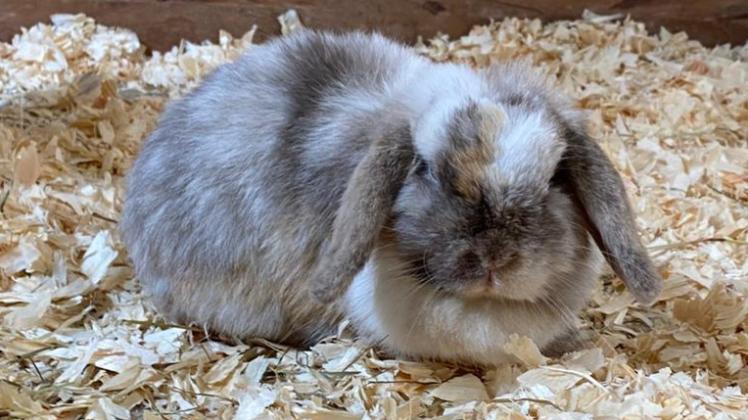 Tierheim Schleswig: Kaninchendame Roberta wünscht sich viel Platz | SHZ