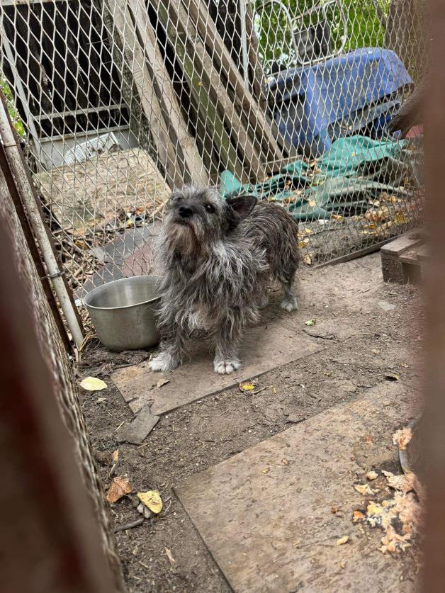Rettung ungarischer Hunde durch den Kappelner SaveAnimal e.V.