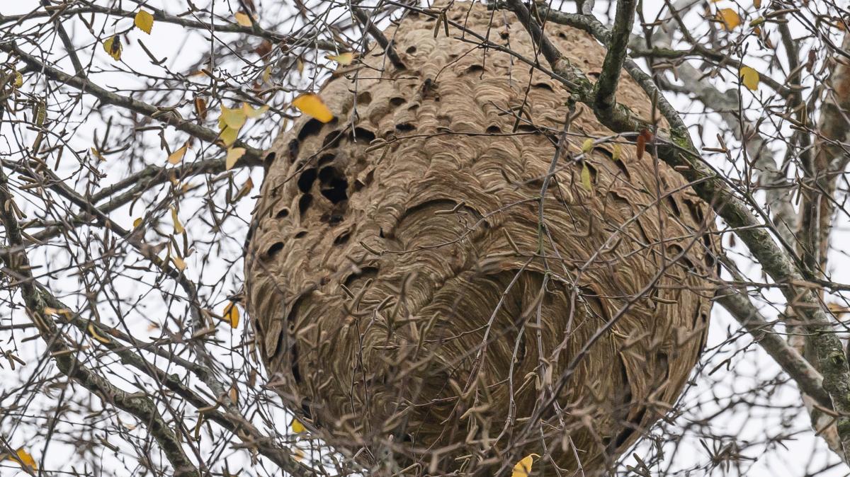 Asiatische Hornisse nistet sich in Garten in Weener ein
