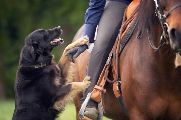 Der Hund als Reitbegleiter: So klappt es