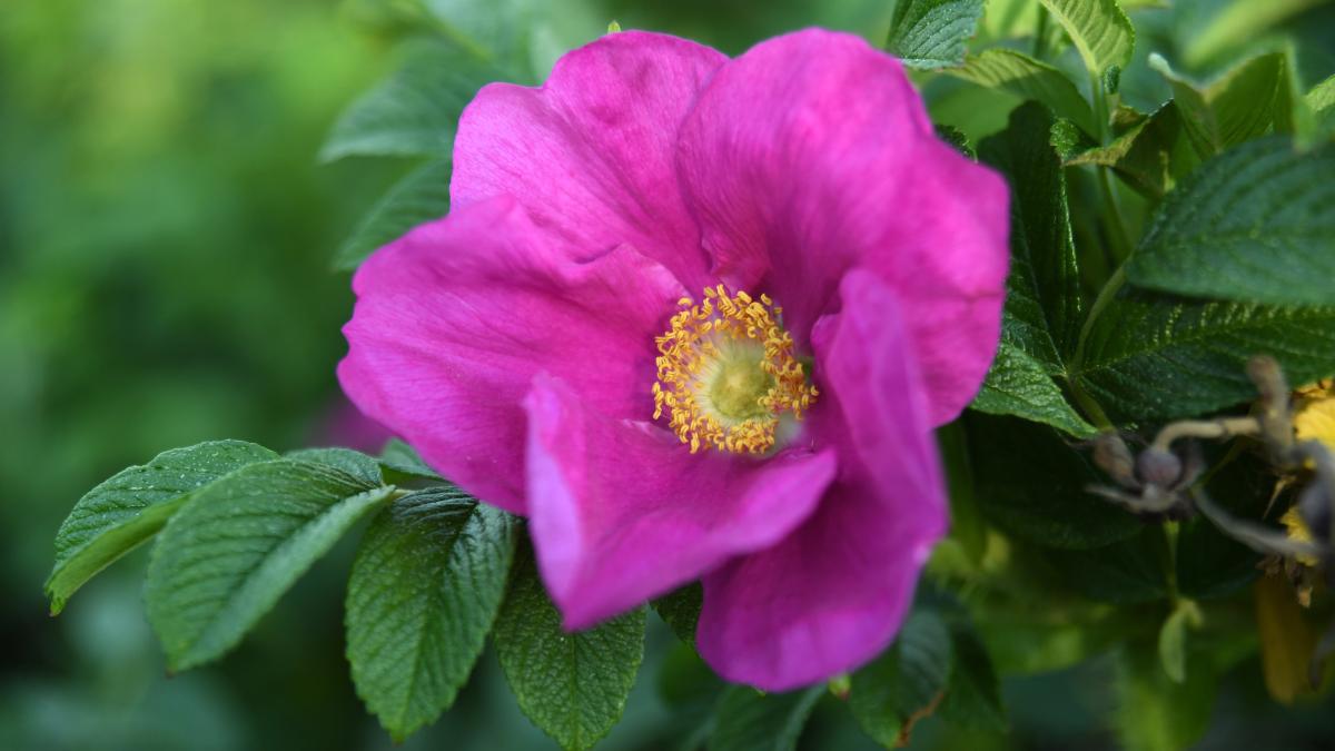 „Adolf-Hitler-Rose“: Was Sie gegen die Kartoffelrose tun können