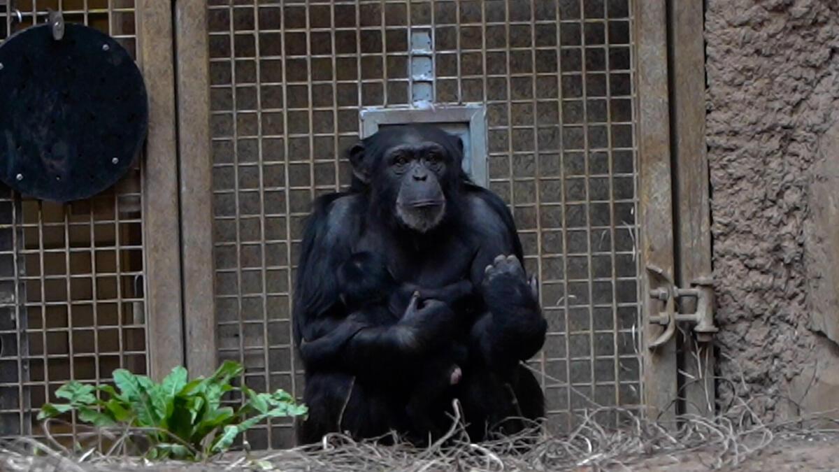 Schimpansen-Mutter Tamika bringt Nachwuchs im Zoo Osnabrück zur Welt