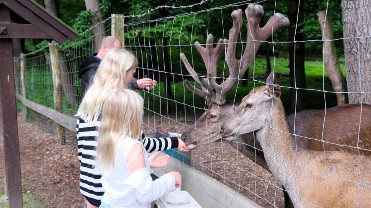 Malente: Warum Hirsch Harry den Wildpark verlassen muss